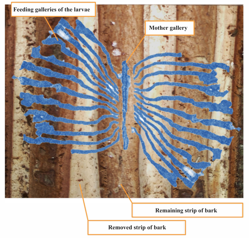 Debarking to contain bark beetle threat - waldwissen.net