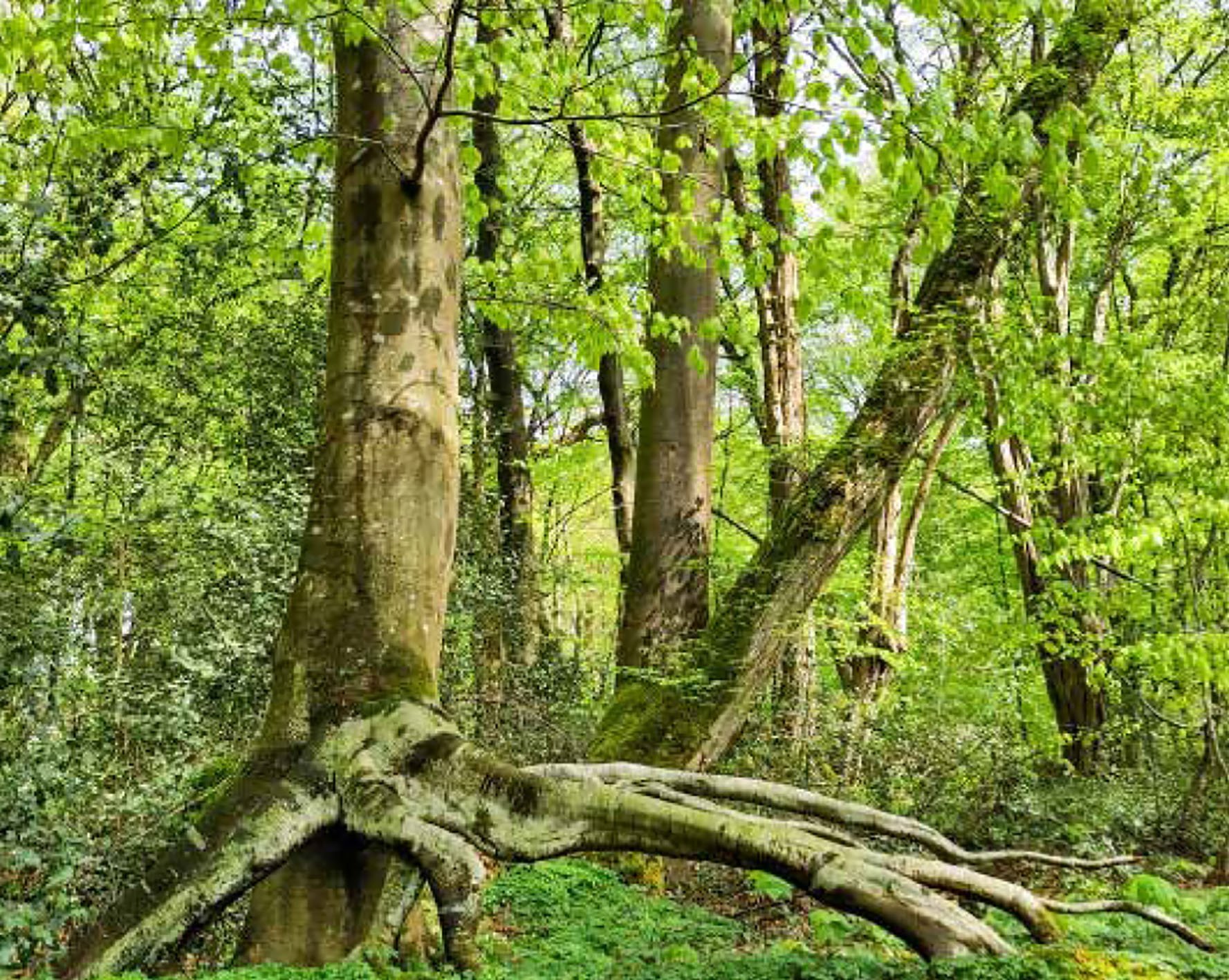 50 Jahre Naturwaldforschung in Niedersachsen - waldwissen.net