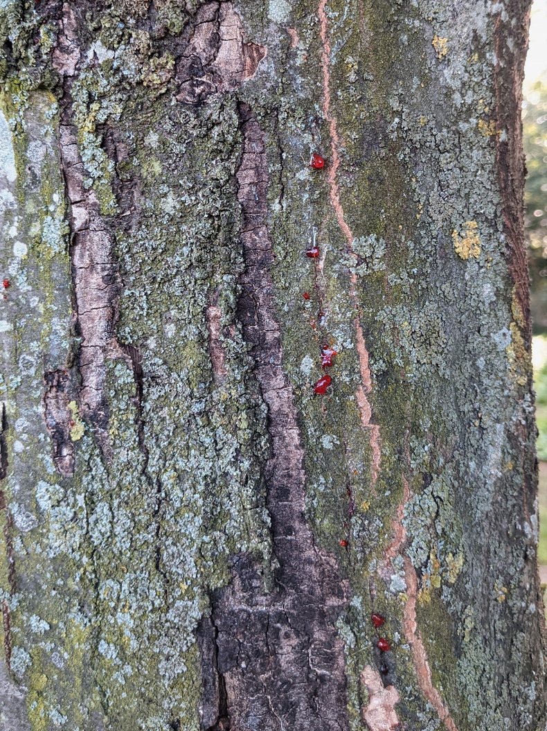 New fungal disease on hornbeam - waldwissen.net