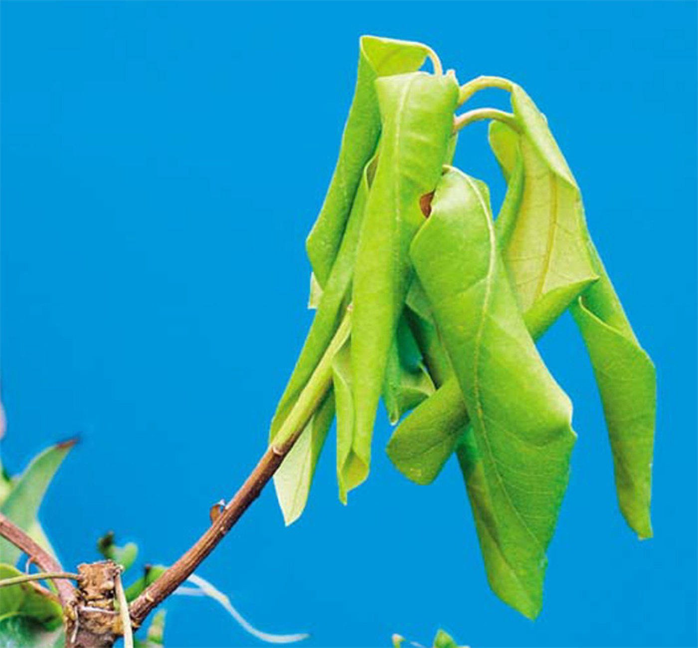 Die gefährliche Pflanzenkrankheit *Phytophthora ramorum* - waldwissen.net