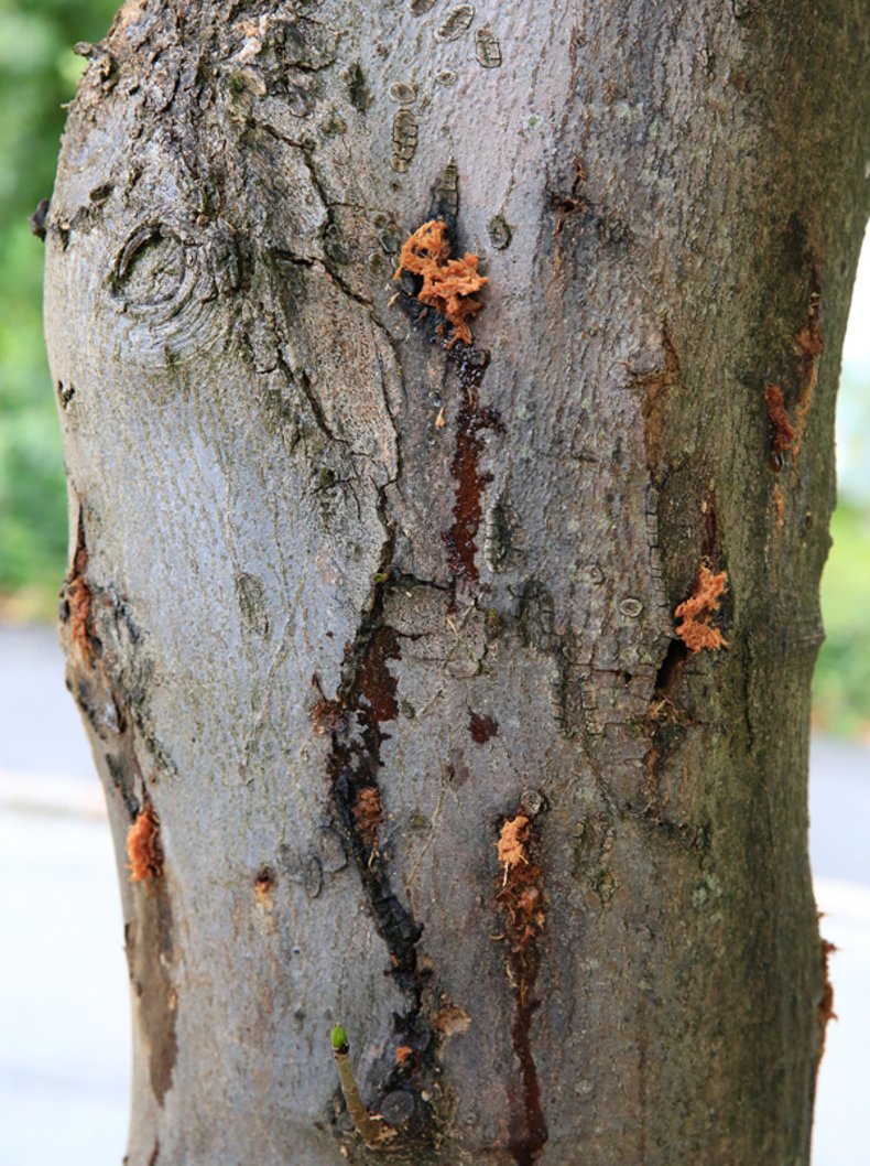 Bark exsudation on trees