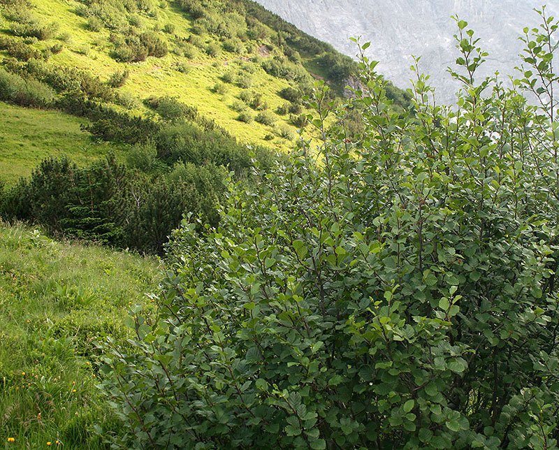 Krummholzgürtel der Alpen: Grünerle und Latsche - waldwissen.net