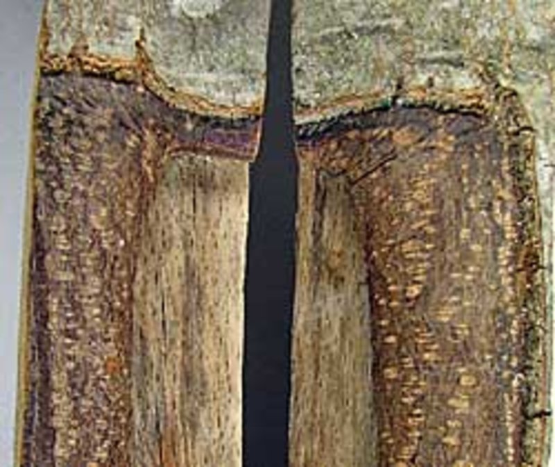 Wood structure and fungal attack following injuries to bark ...