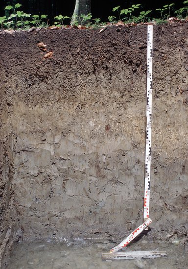 Comprendre la diversité et les fonctions des sols forestiers en Suisse ...