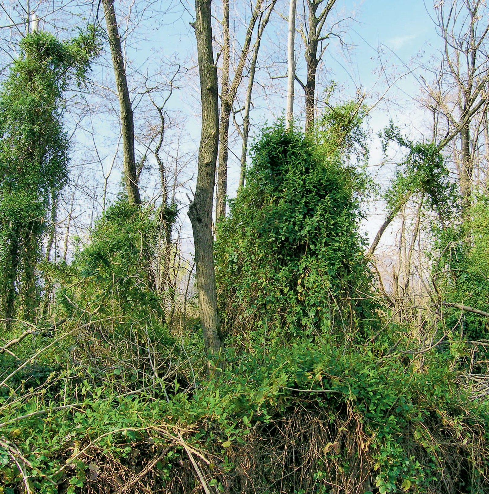 Invasive Neophyten im Wald