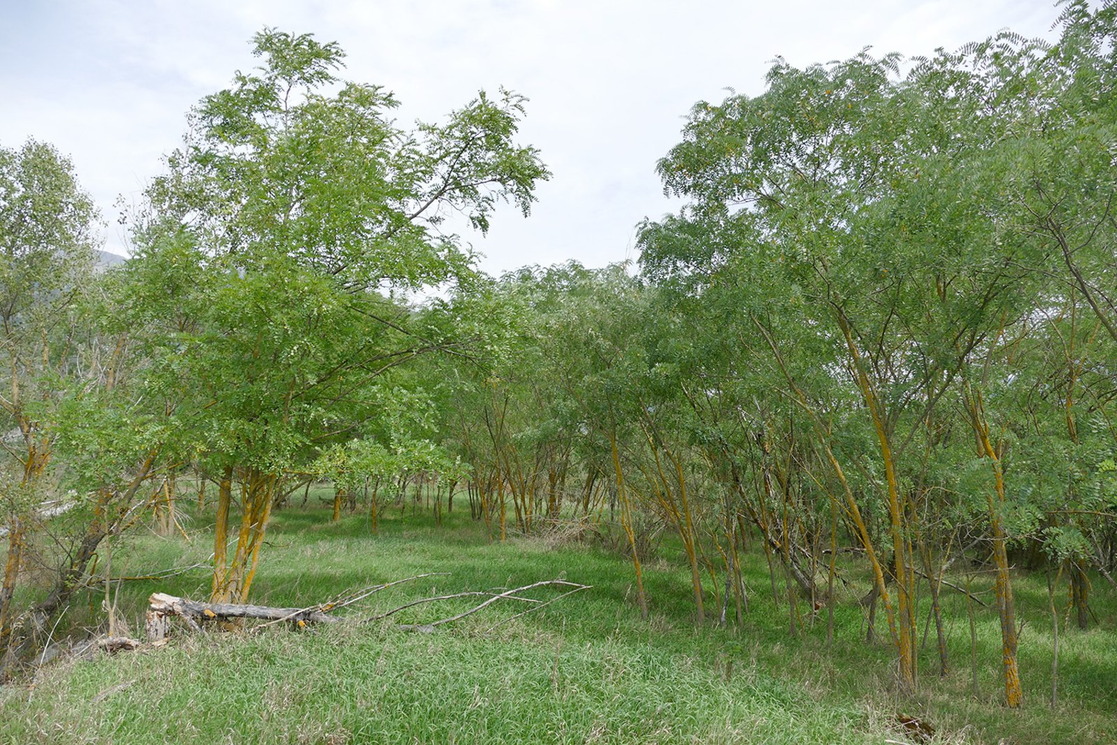 How non-native tree species affect biodiversity - waldwissen.net