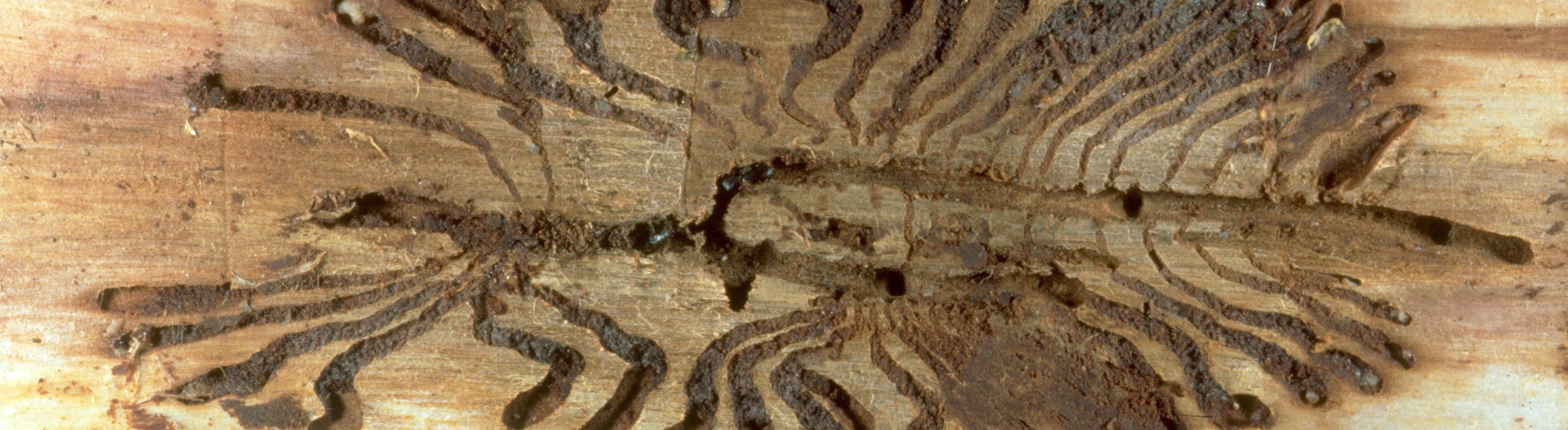 About the Biology of the Eight-Toothed Spruce Bark Beetle Species