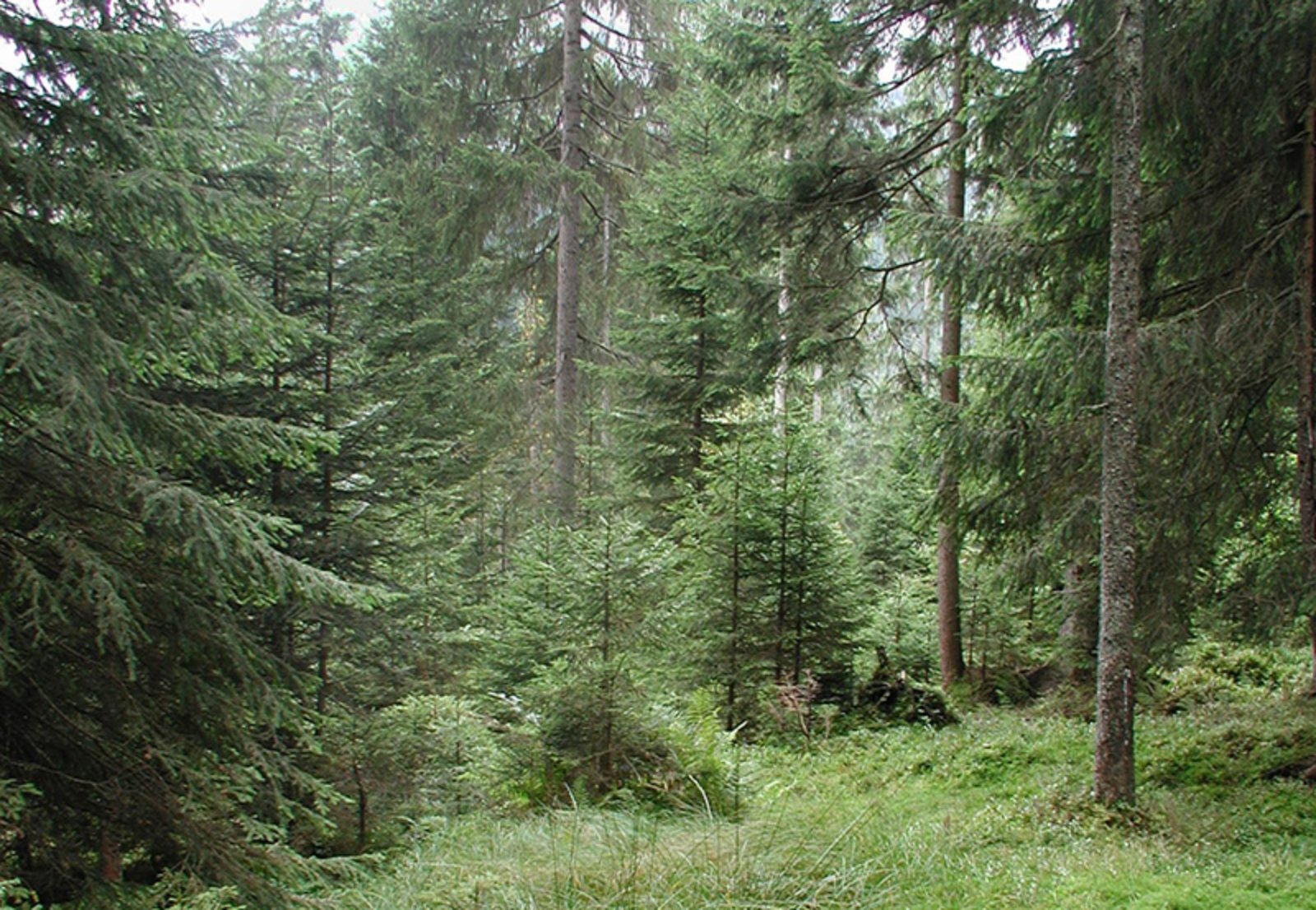 Can uniform spruce stands be transformed into mountain selection ...