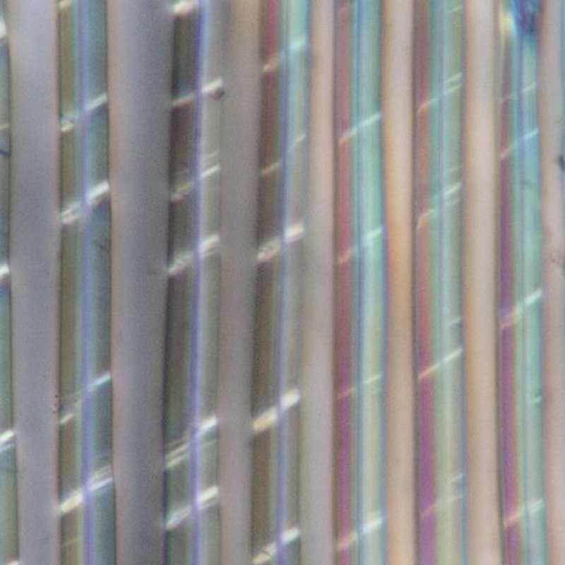 Callus tissue - waldwissen.net