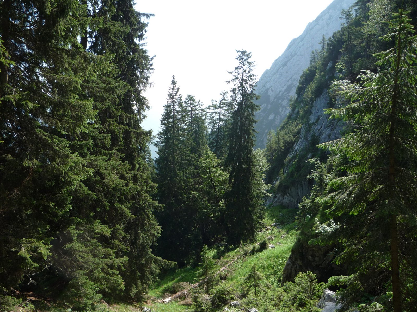Hochlagenwälder im Wandel - waldwissen.net