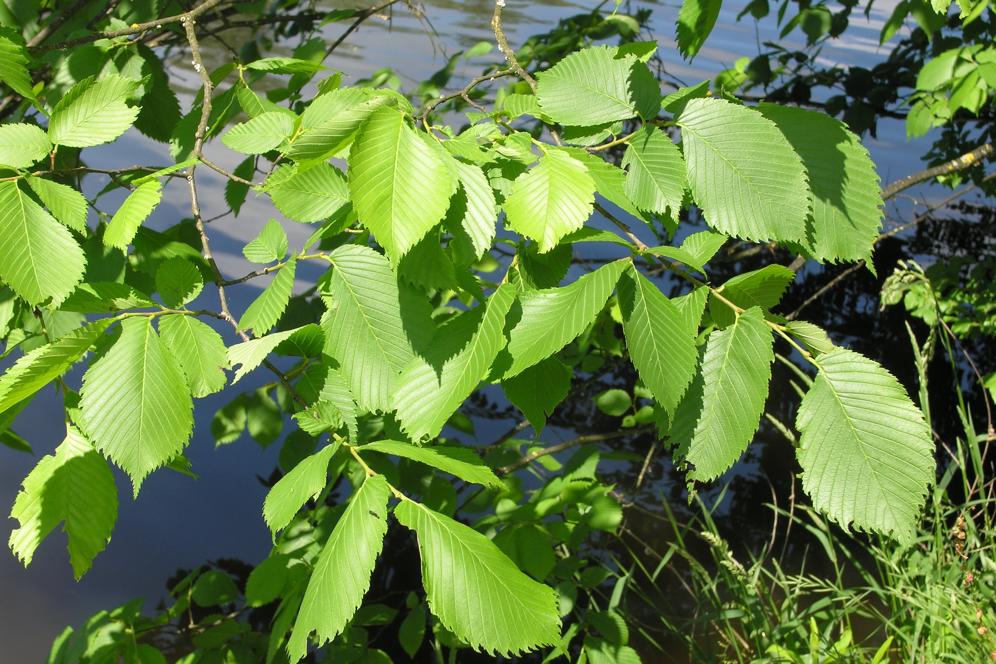 Flatterulme – Herkunftsempfehlungen und Verbesserung der Erntebasis