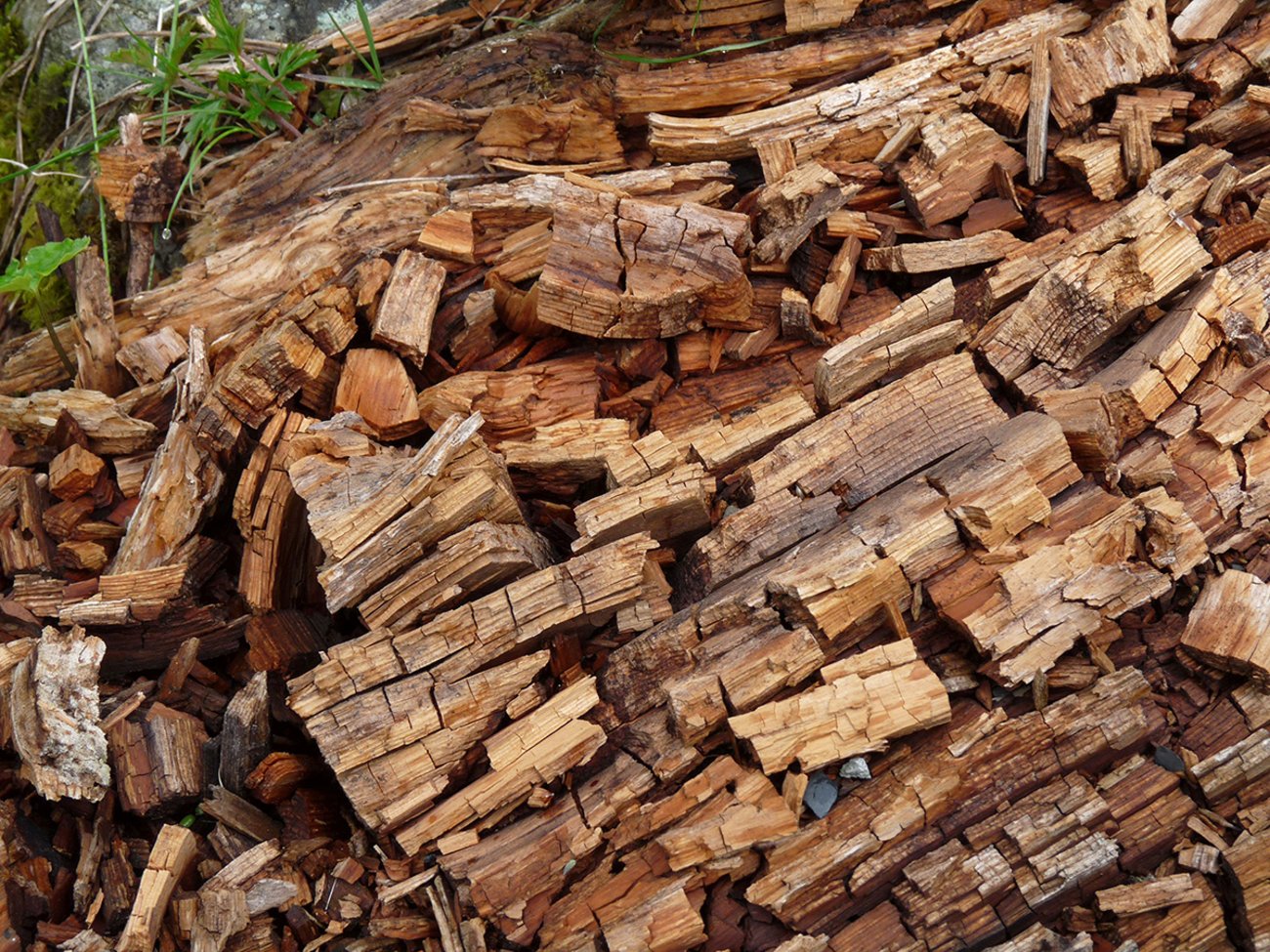 Polypores - waldwissen.net