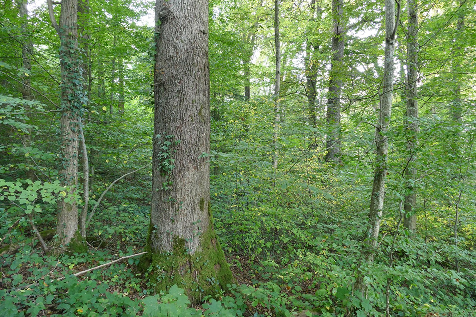 Die Hagebuche *(Carpinus betulus)* - waldwissen.net