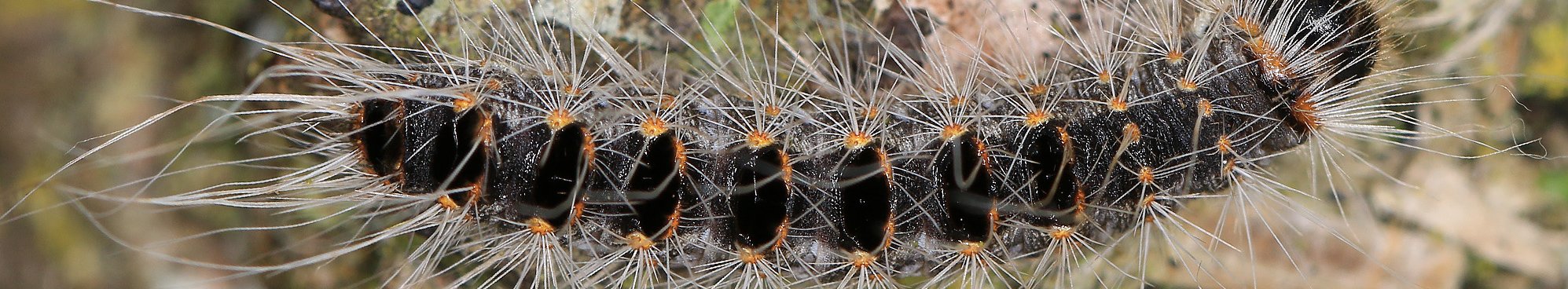 Der Eichenprozessionsspinner – Hintergrundwissen und Handlungsempfehlungen