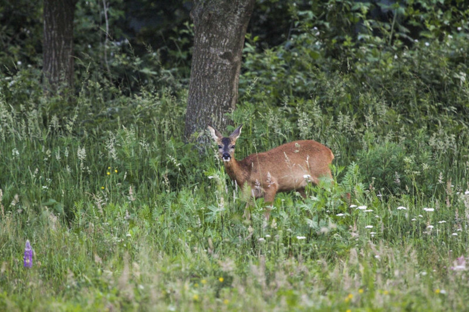 Rehwildbejagung im Klimawandel - waldwissen.net