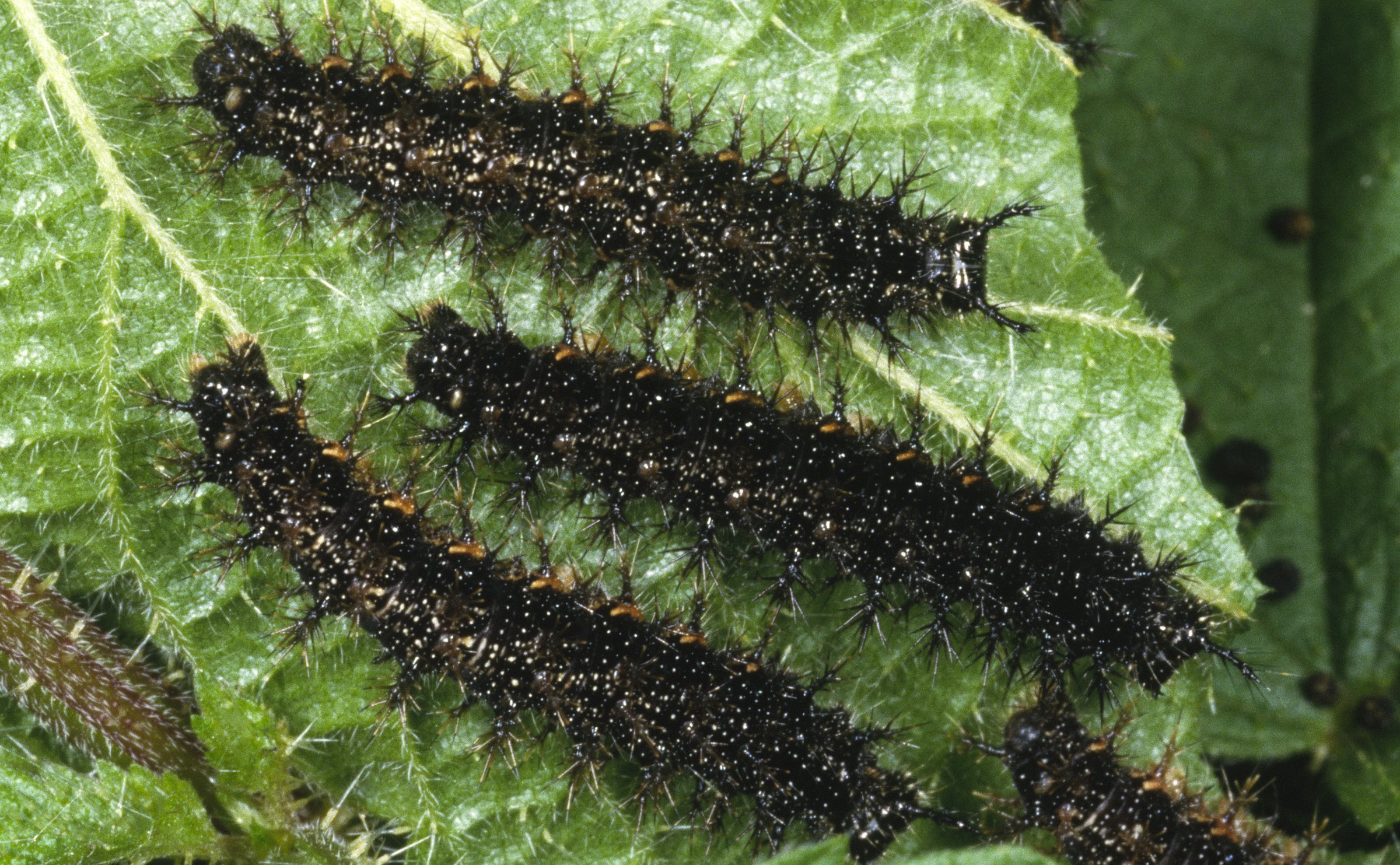 Das Landkärtchen - Falter mit zwei Gesichtern