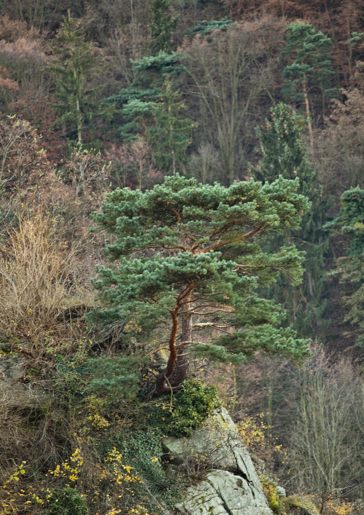 Rolle der Kiefern im Klimawandel - waldwissen.net