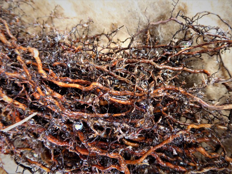 Root protection during planting - waldwissen.net