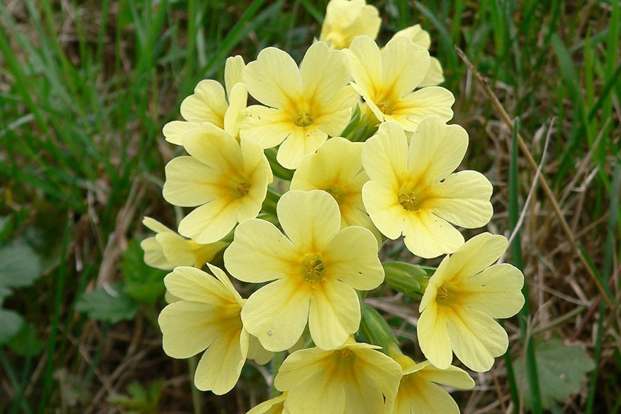 Le primule, leggendarie ambasciatrici della primavera - waldwissen.net