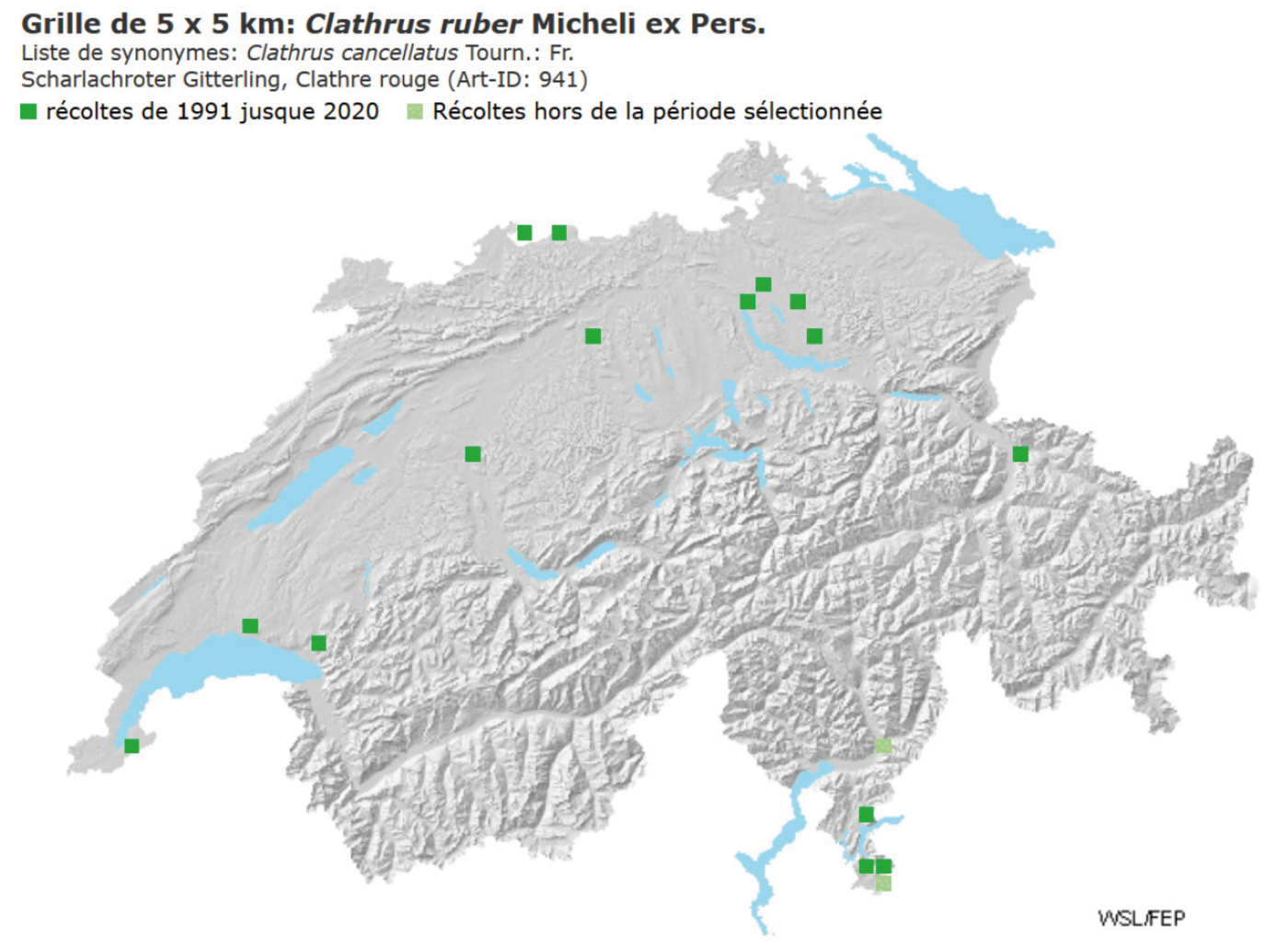 Anthurus étoilé et le Clathre rouge - waldwissen.net