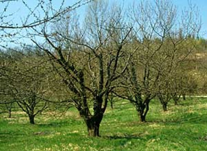 Wertvolles Kirschbaumholz – zur Herkunftswahl und waldbaulichen ...