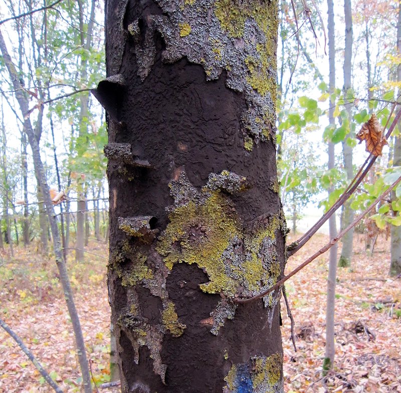 Fungal diseases currently affecting the sycamore - waldwissen.net