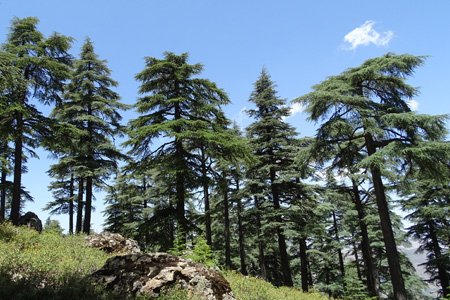 Atlas cedar as an alternative for dry sites - waldwissen.net