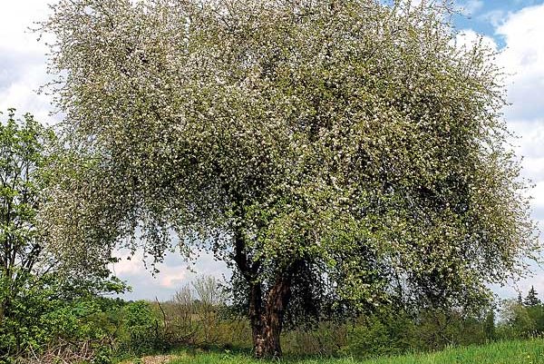 Der Wildapfel (Malus sylvestris)