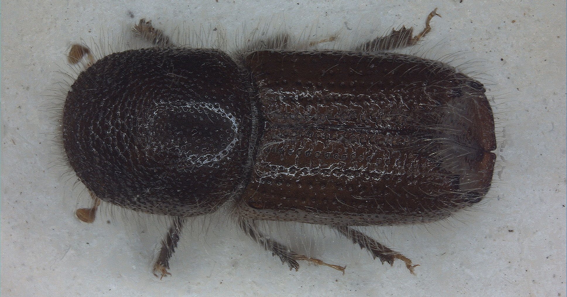 Wichtige Borkenkäferarten und ihre ökologische Bedeutung