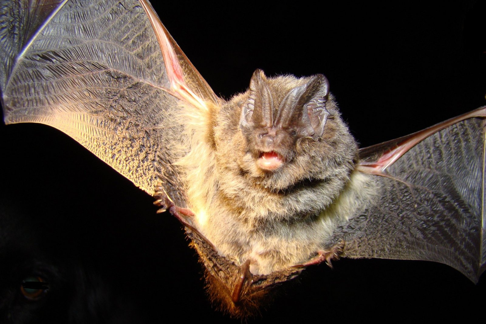 Fledermäuse - Bewohner bayerischer Naturwaldreservate - waldwissen.net
