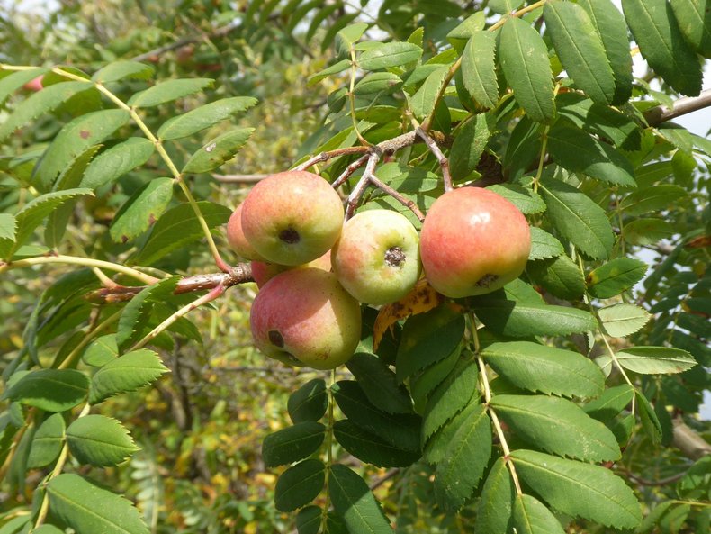 Waldbauliche Überlegungen zum Speierling - waldwissen.net