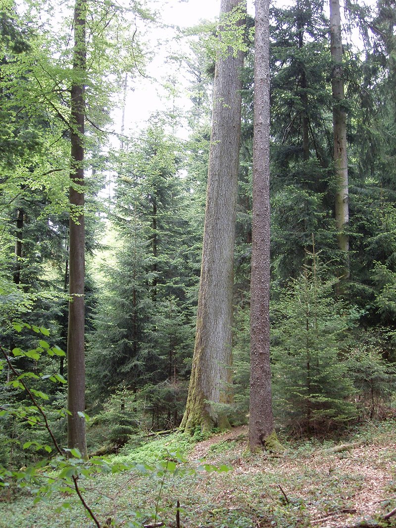 Pourquoi jardiner une forêt? - waldwissen.net