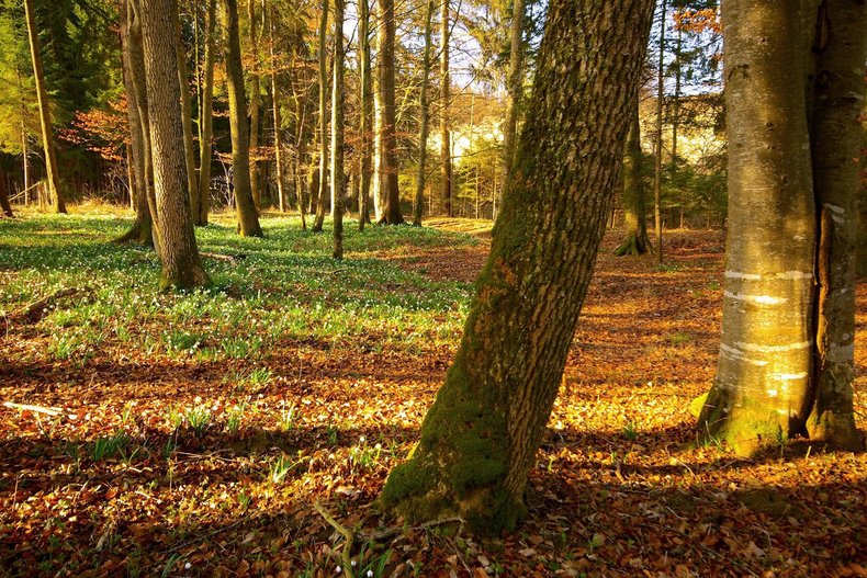 Die Buche - Baum des Jahres 2022 - waldwissen.net