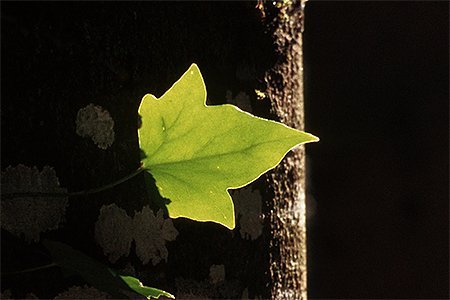 Waldwissen.net relaunched - waldwissen.net