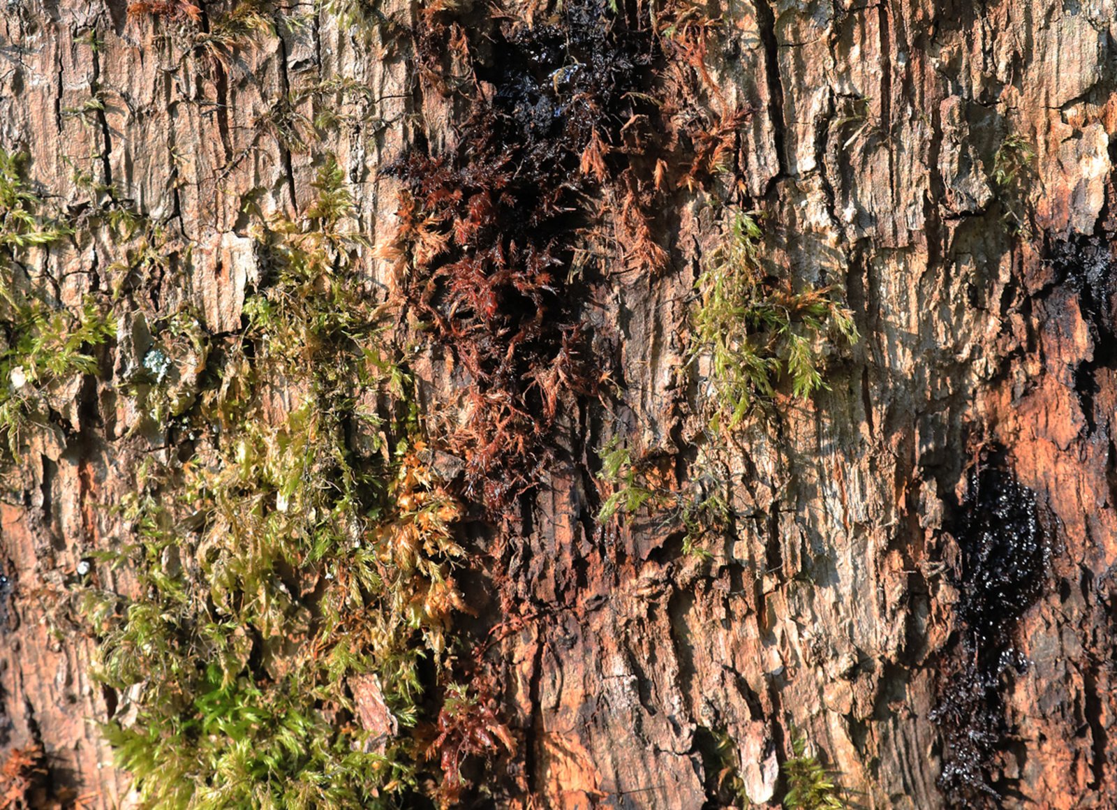 Bark exsudation on trees - waldwissen.net
