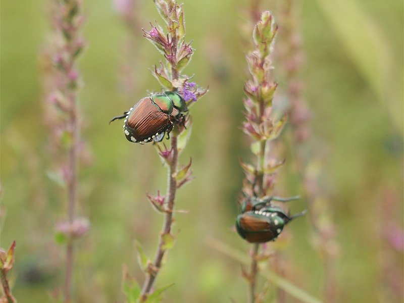 Biology and control of the invasive Japanese beetle - waldwissen.net