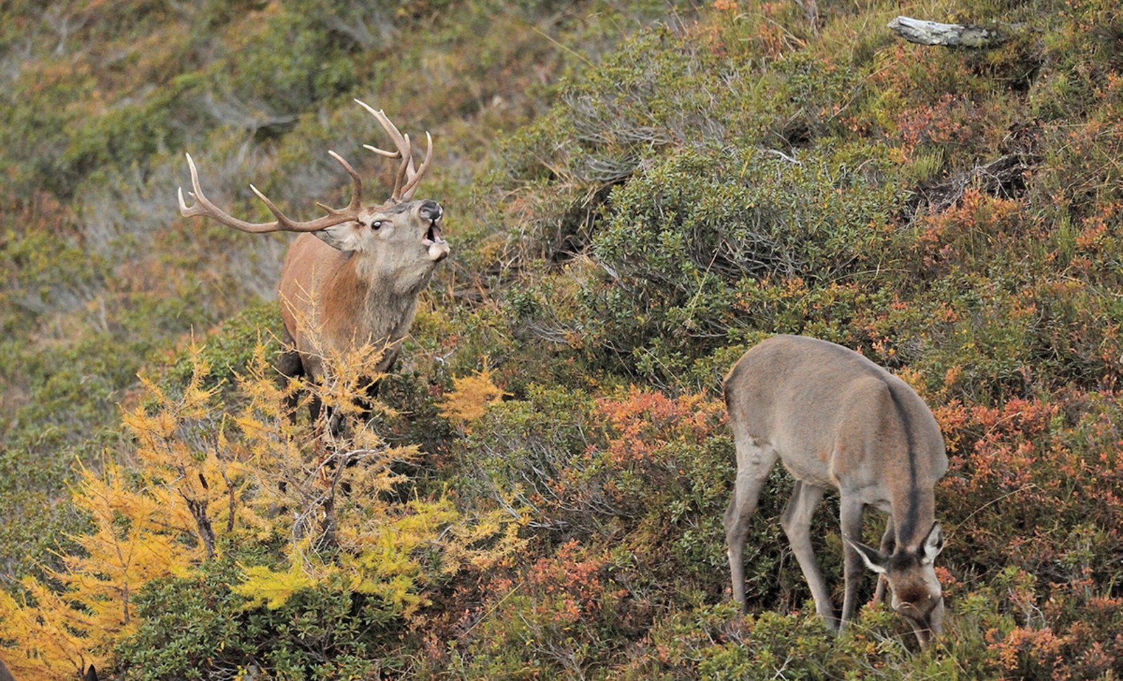 Der Rothirsch *(Cervus elaphus)*