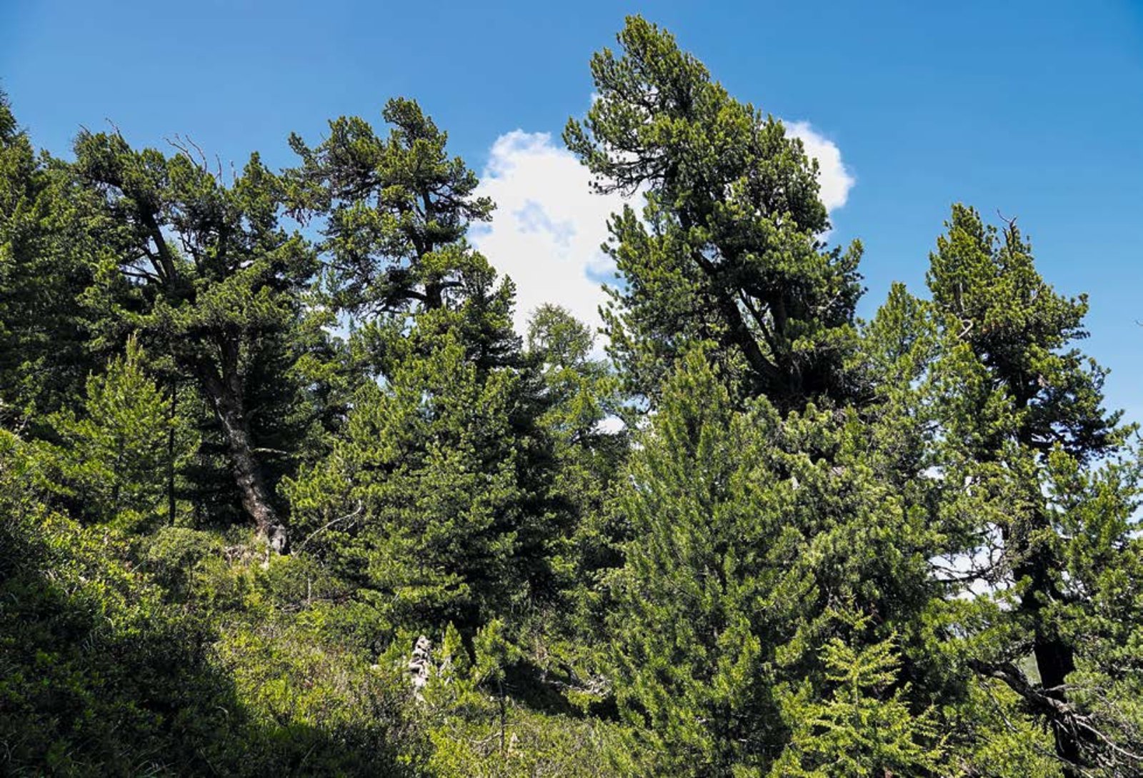 Lärche und Arve: Ihre Walddynamik verstehen und den Waldbau anpassen ...