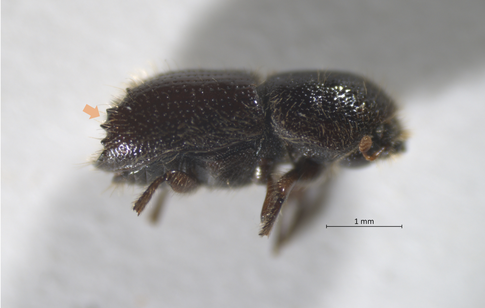*Ips duplicatus*: a new species of bark beetle for Switzerland ...