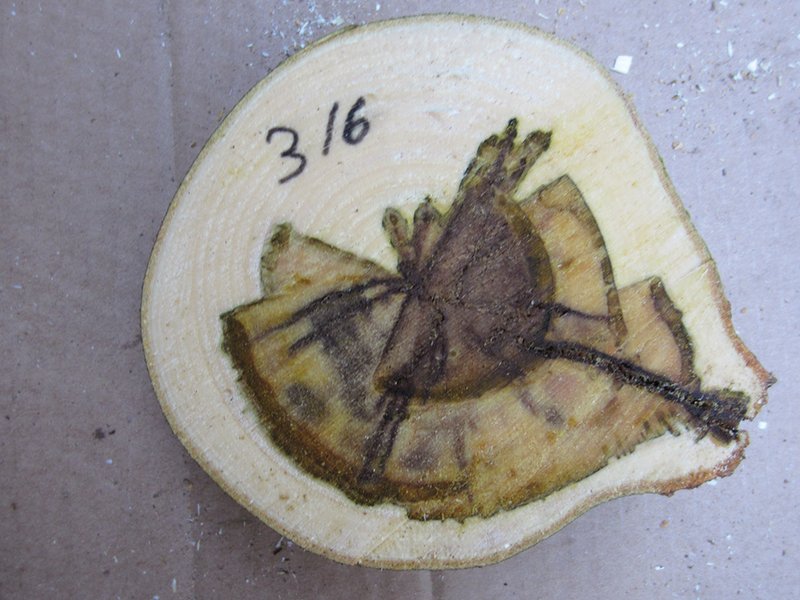 Fungal diseases currently affecting the sycamore