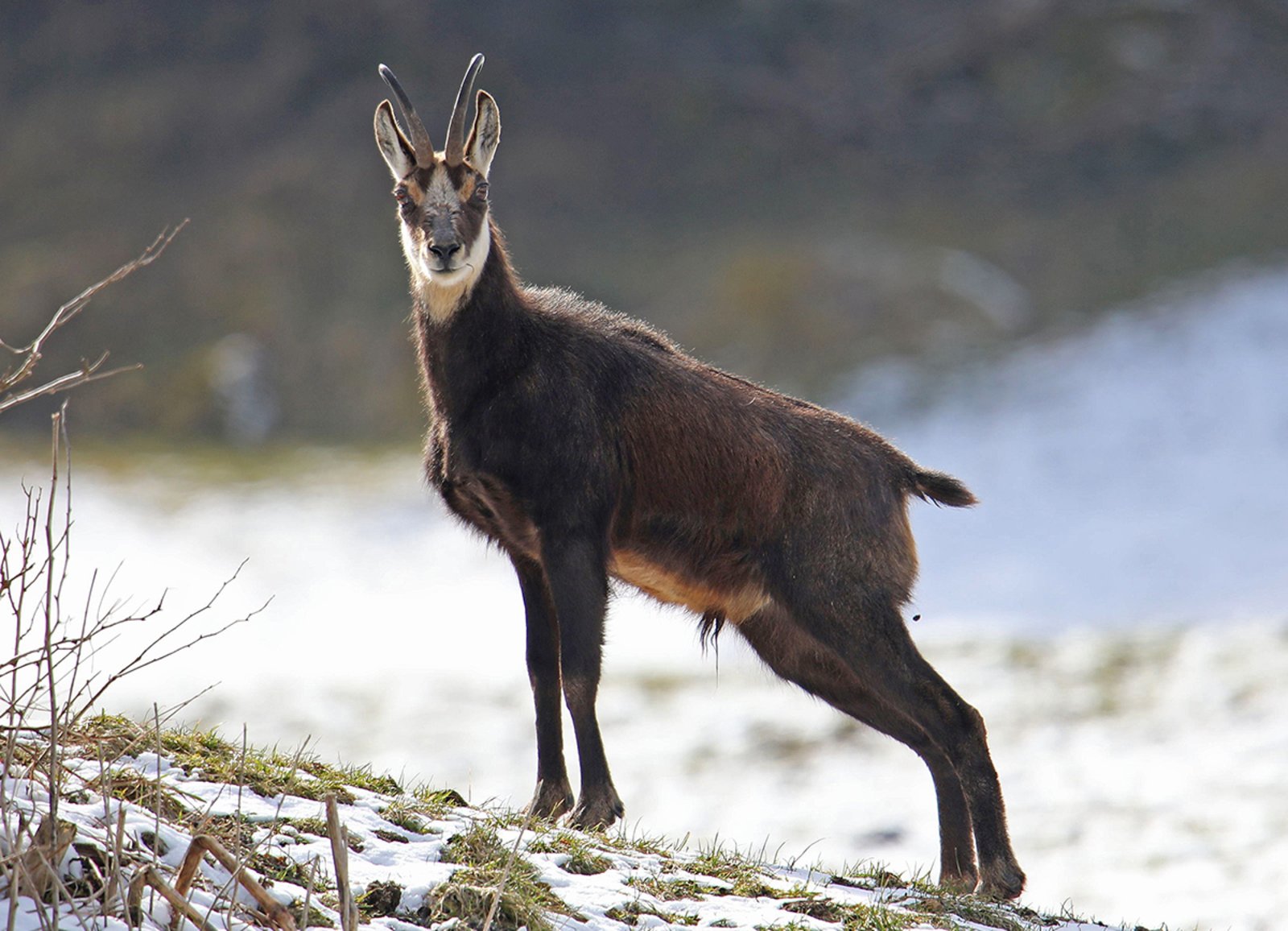 Krucken und Zähne als Mittel zur Altersbestimmung beim Gämswild
