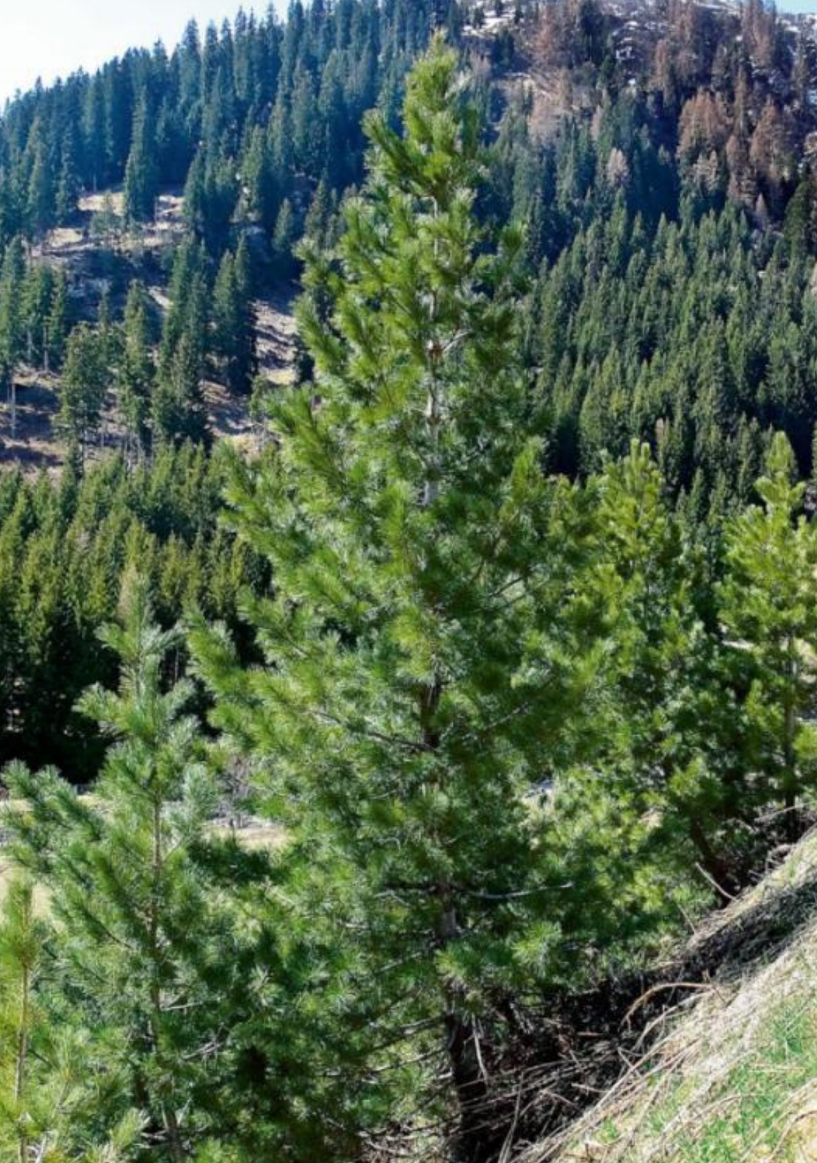 Aufforstung im Hinterrheintal: Der Arvenpflanzer im Rheinwald