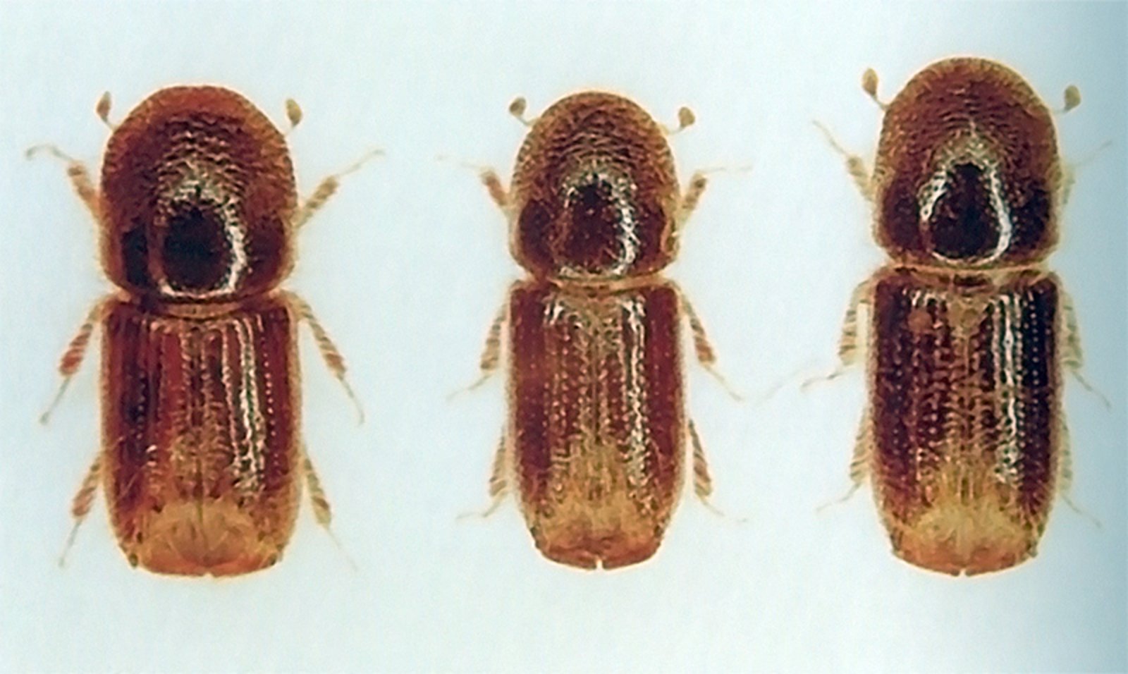 Le Grand scolyte du mélèze – Biologie, surveillance et interventions ...