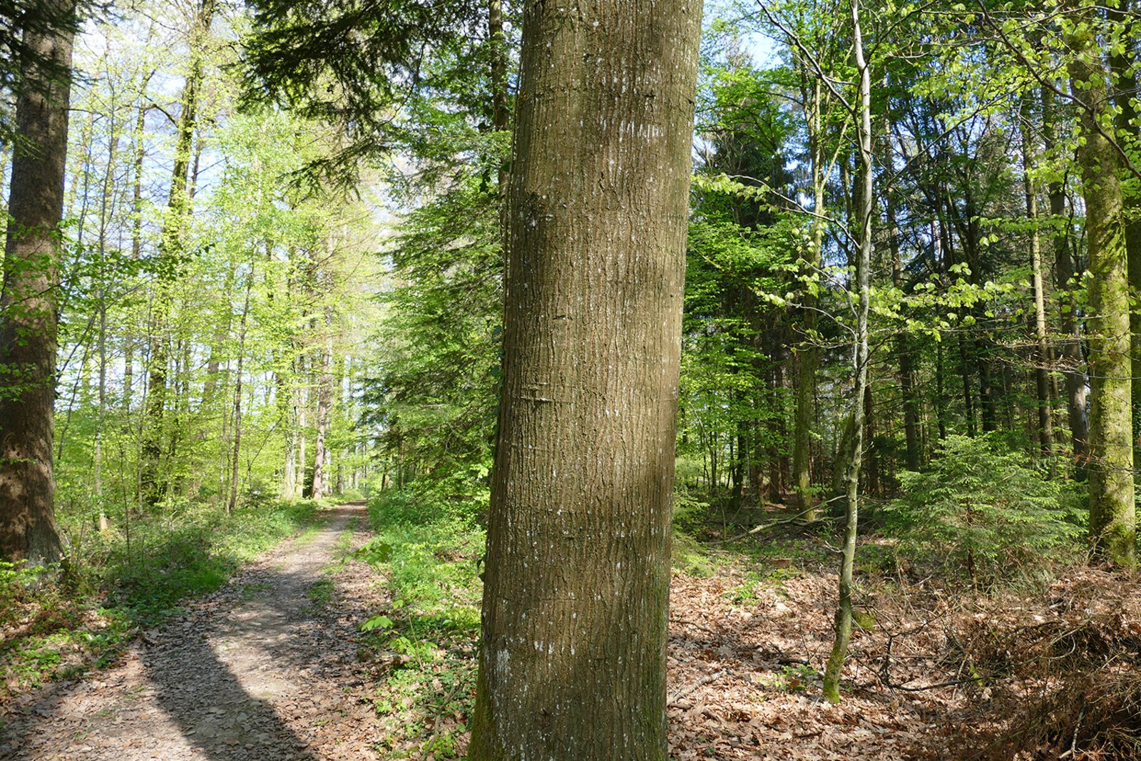 Die Roteiche - waldwissen.net