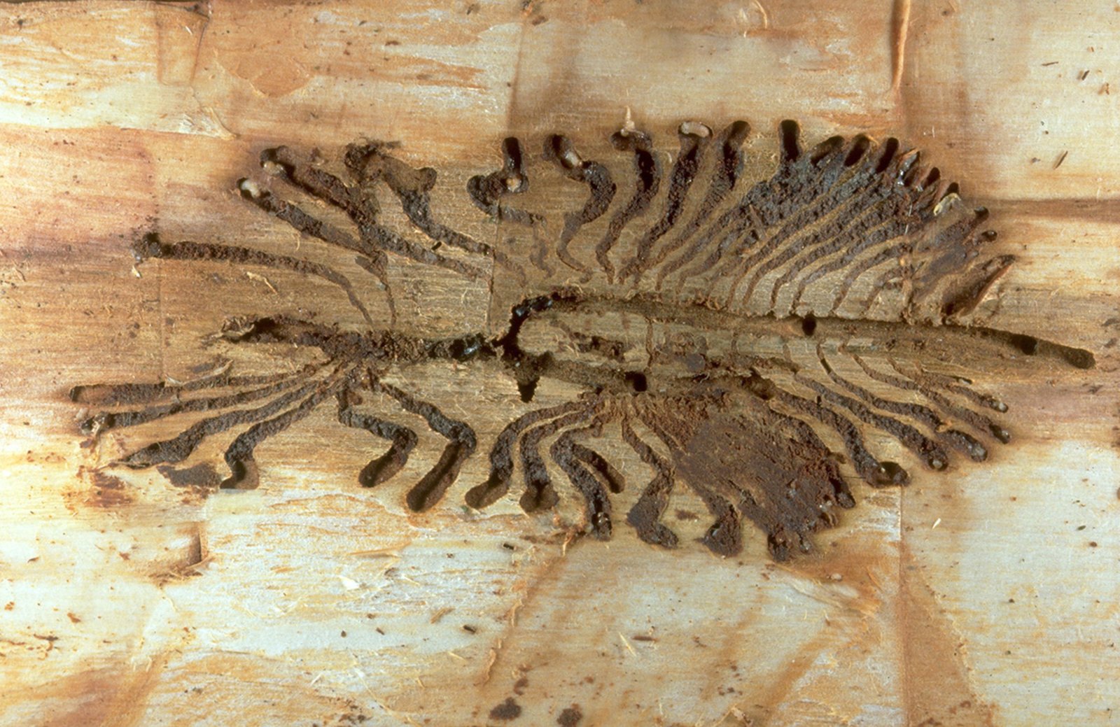 About the Biology of the Eight-Toothed Spruce Bark Beetle Species