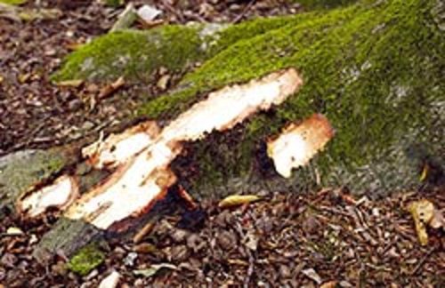 Forest Pests and Diseases of Beech - waldwissen.net