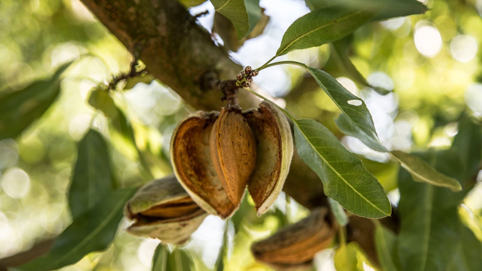 Nuss und Mandelkern - Nüsse und Nussbäume näher betrachtet