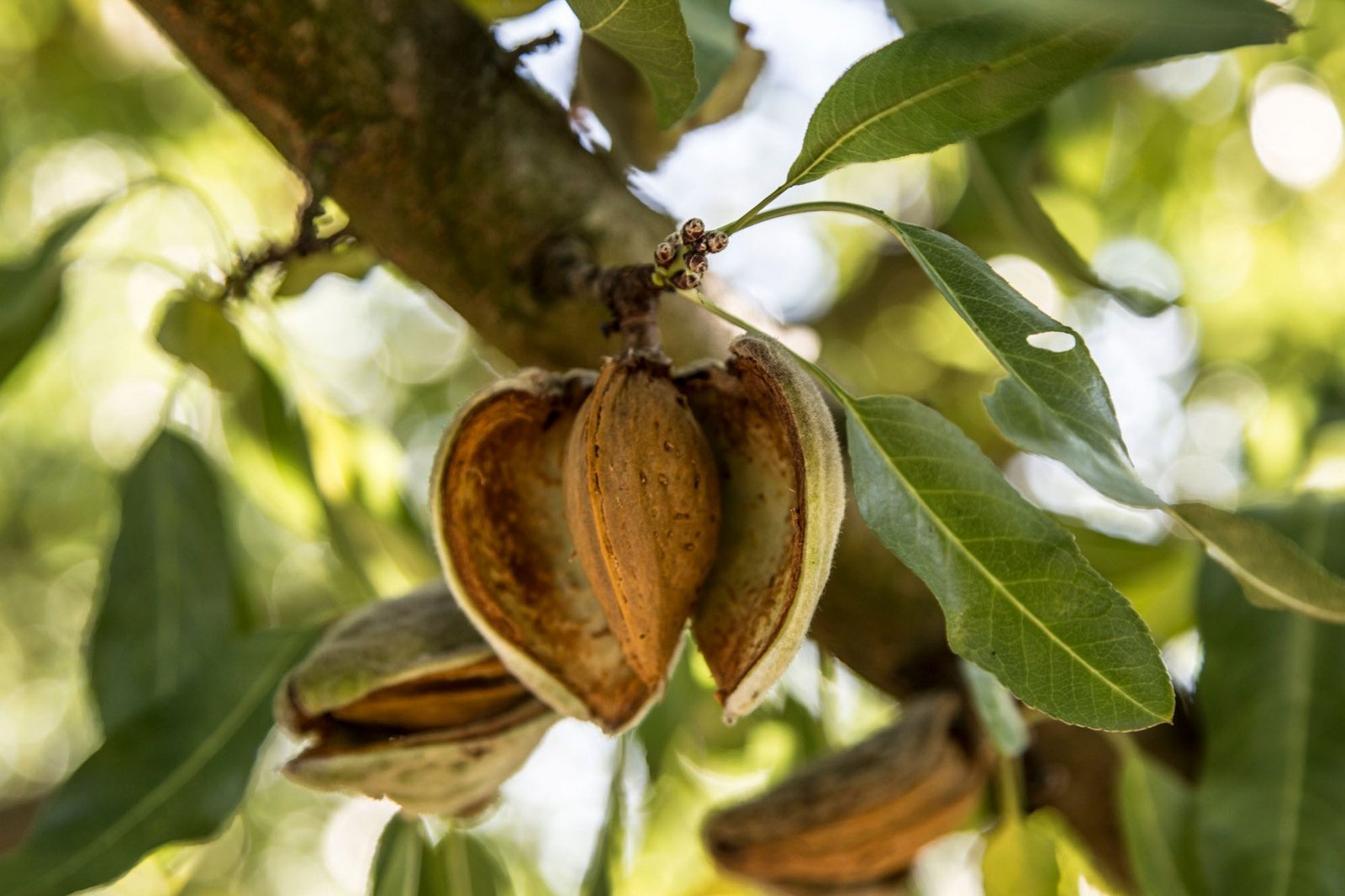 Nuts and almond kernels - a closer look at nuts and nut trees ...