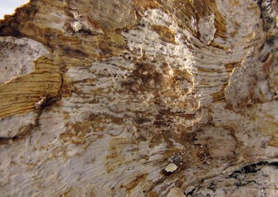 Forest protection risk of Norway spruce