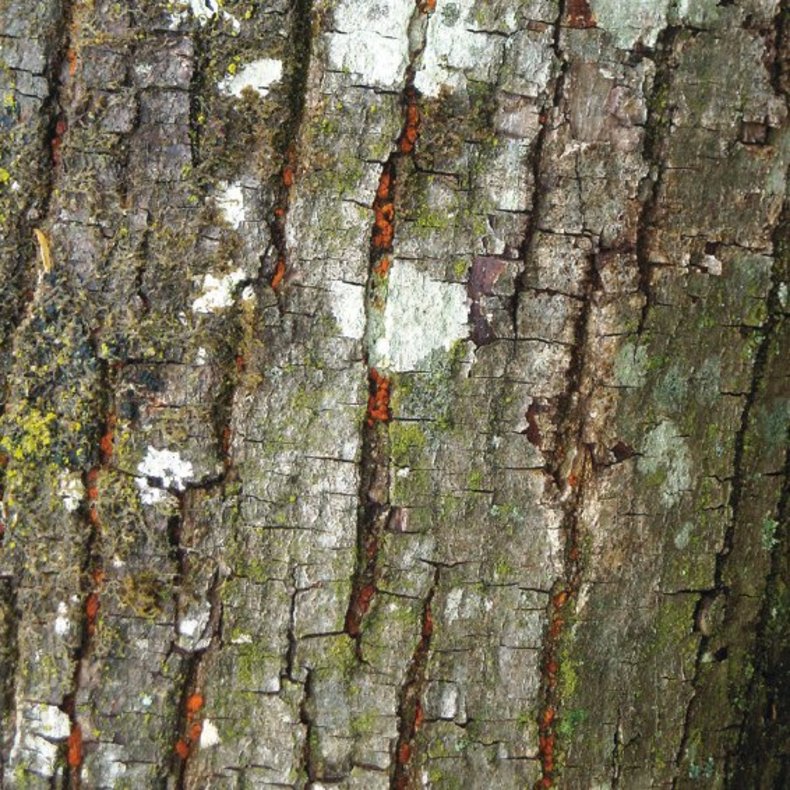 Chestnut blight: symptoms, biology and management strategies ...